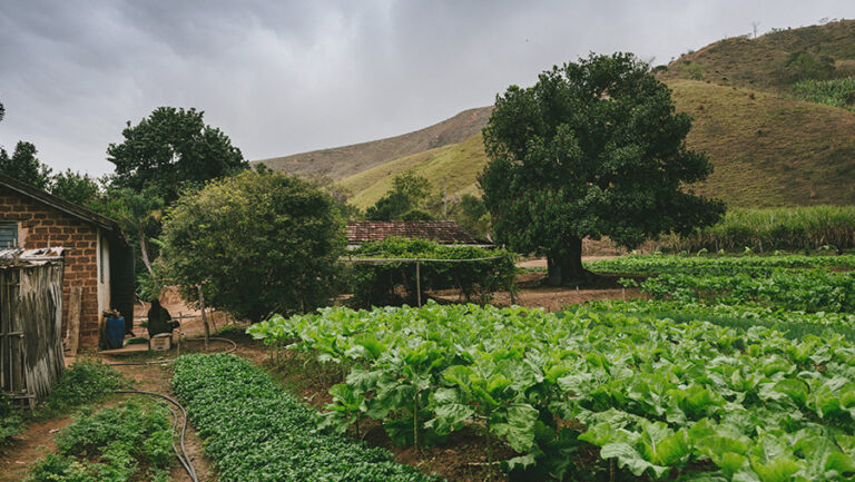 How Small-scale Farms Can Maximize Profits - Beauty Army